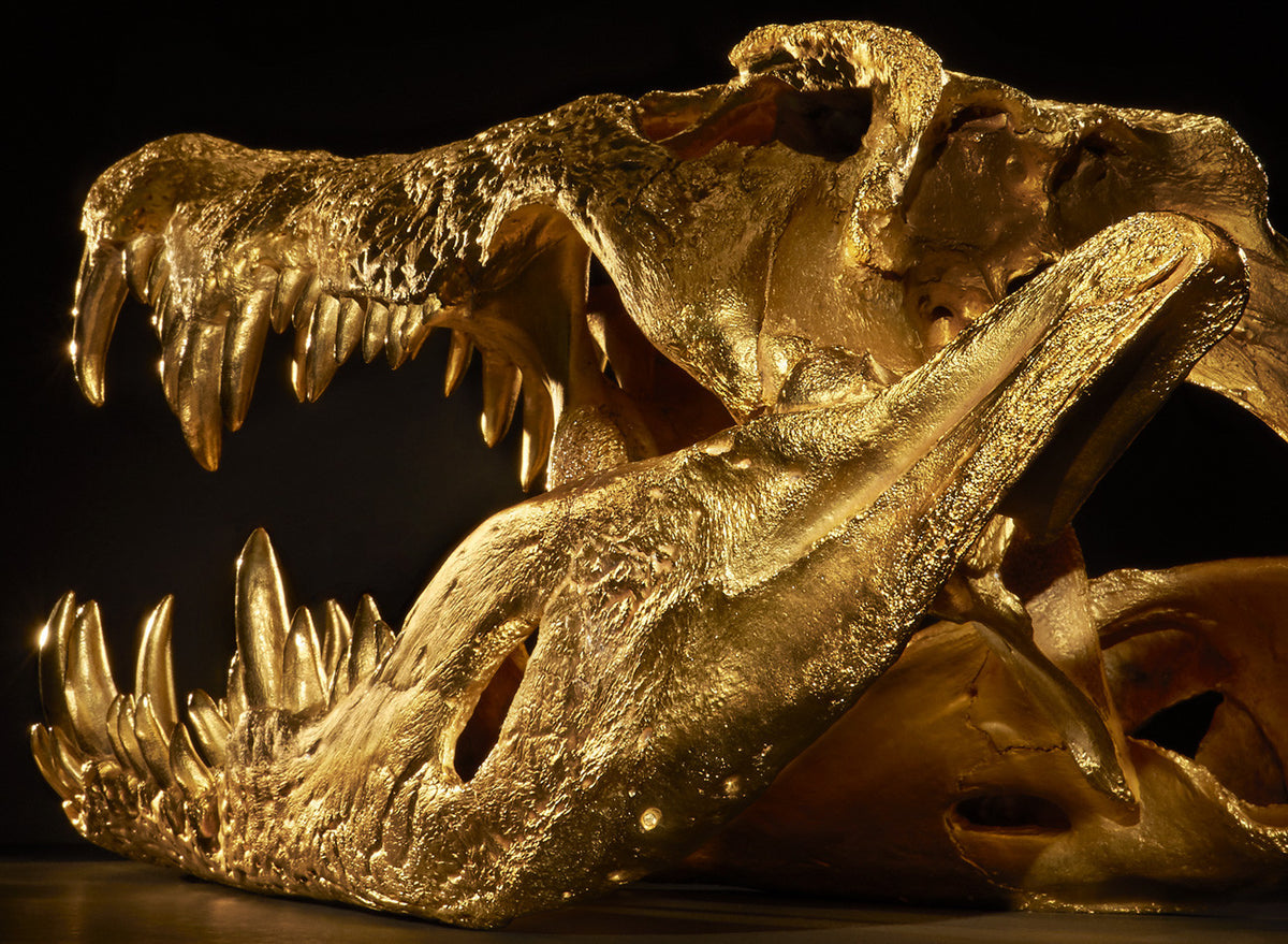 Crocodile Scull Sculpture: Give Back To The World Wildlife Fund ...